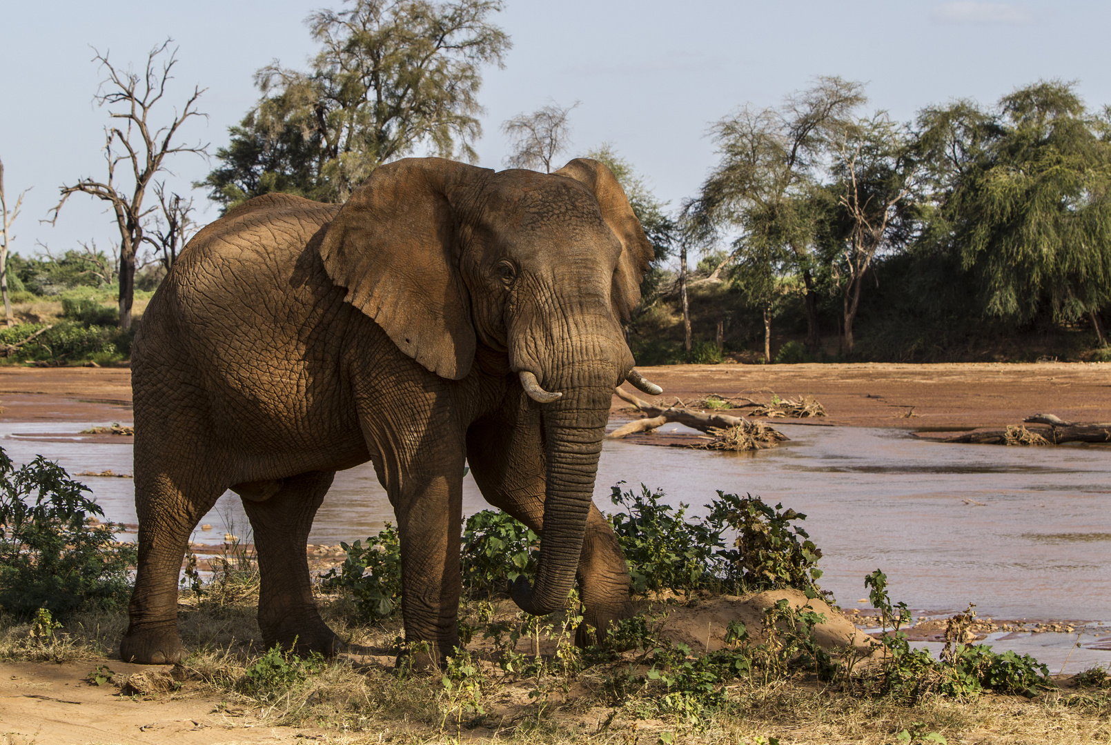 Elefant Foto & Bild | tiere, wildlife, säugetiere Bilder auf fotocommunity