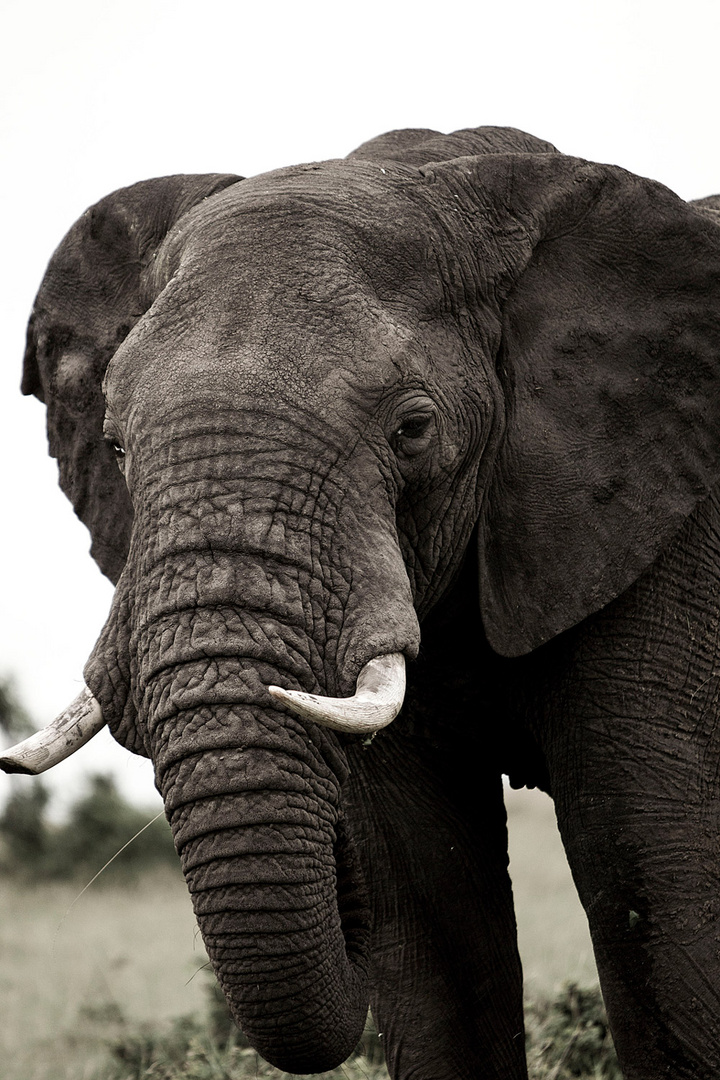 Elefant Foto & Bild | tiere, wildlife, säugetiere Bilder auf fotocommunity
