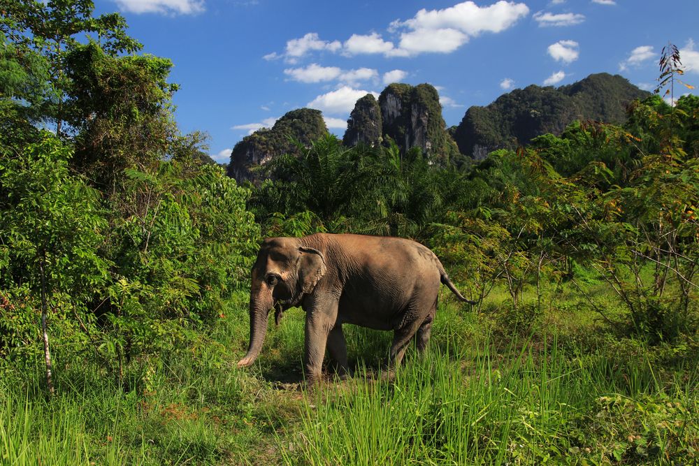 Elefant Foto & Bild | urlaub, world, himmel Bilder auf fotocommunity