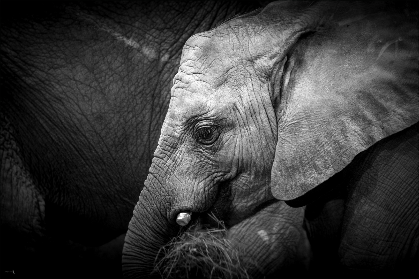 Elefant Foto & Bild | fotos, elefant, zoo Bilder auf fotocommunity