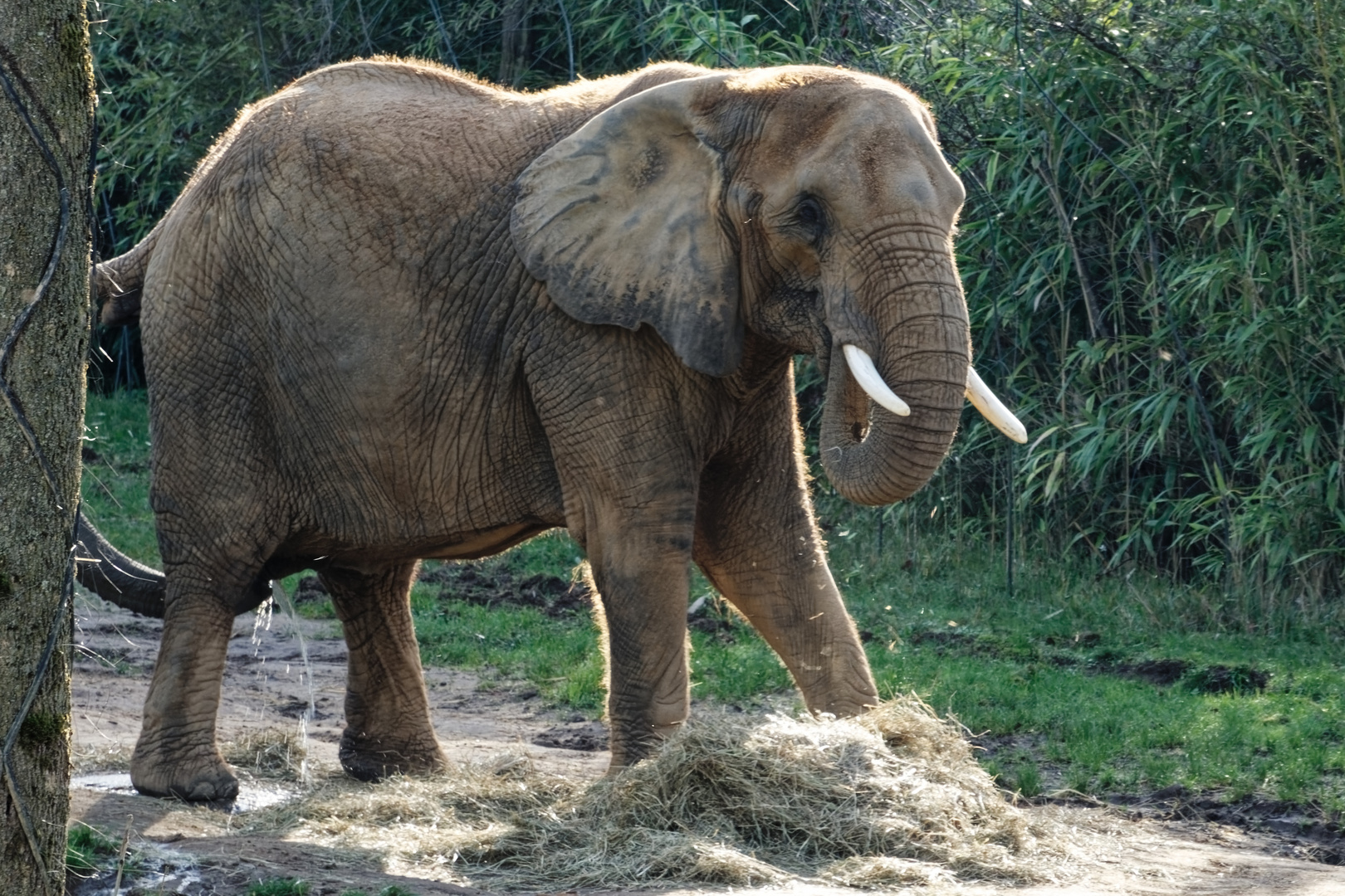 Elefant Foto & Bild | tiere, zoo, wildpark & falknerei, säugetiere ...