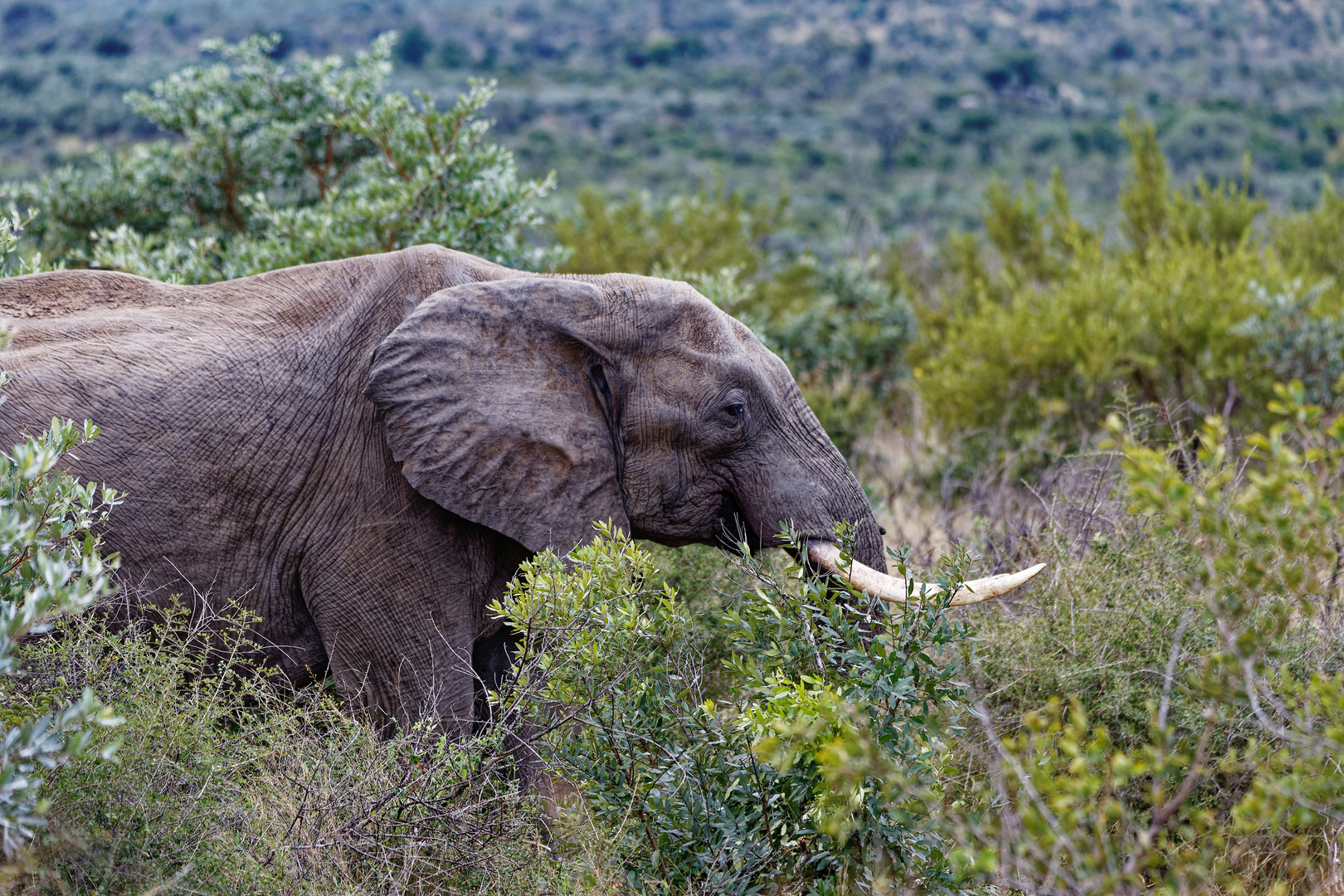 Elefant Foto & Bild | africa, southern africa, south africa Bilder auf ...