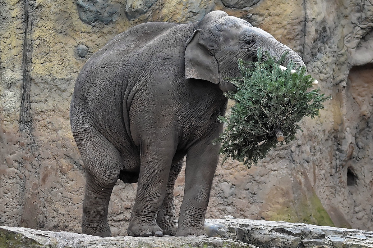 Elefant Foto & Bild | tiere, zoo, wildpark & falknerei, säugetiere ...
