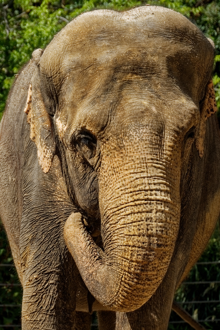 Elefant Foto & Bild | tiere, zoo, wildpark & falknerei, säugetiere ...