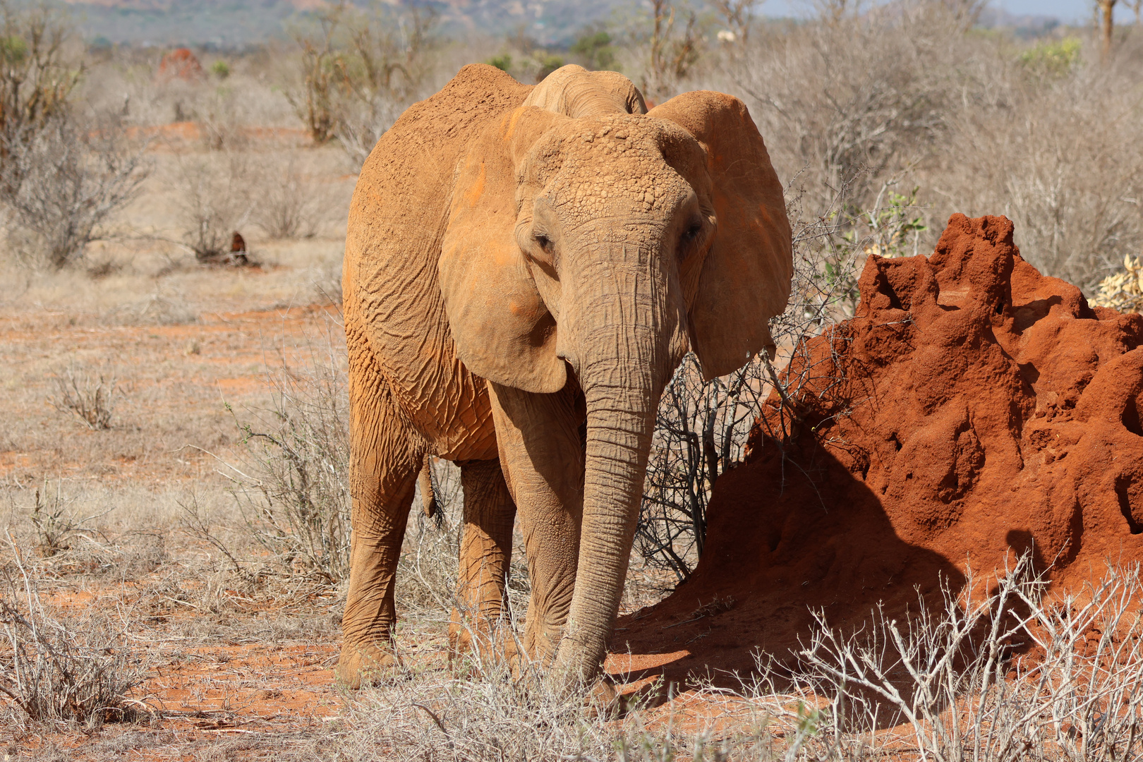 Elefant Foto & Bild | wildlife, motive, 04.11.2022 Bilder auf fotocommunity