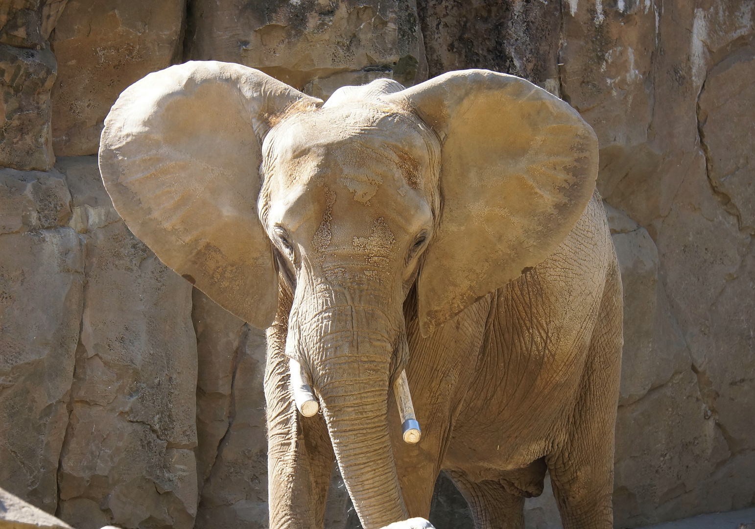 Elefant Foto & Bild | tiere, zoo, wildpark & falknerei, säugetiere ...