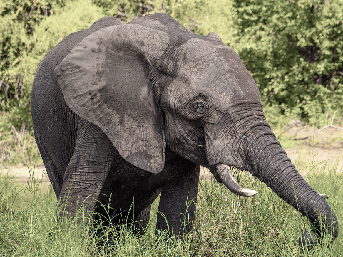 Elefant Foto & Bild | south africa, elefant, afrika Bilder auf ...