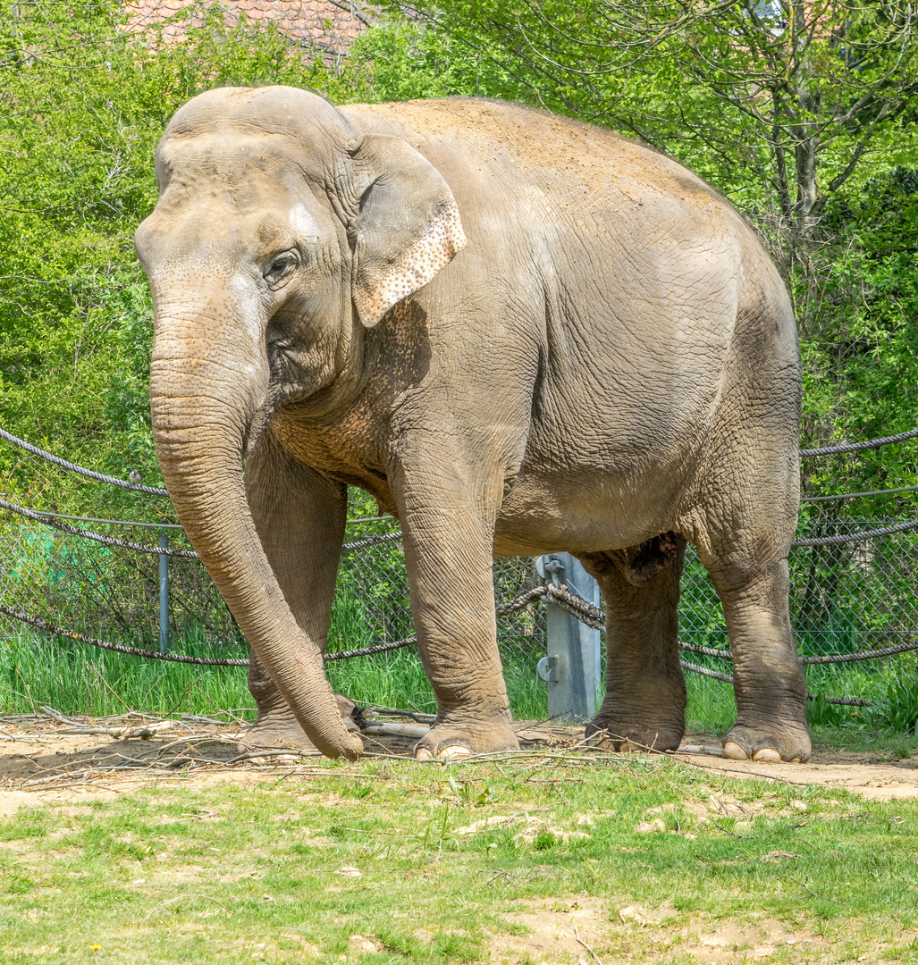 Elefant Foto & Bild | wilde tiere, natur, elefant Bilder auf fotocommunity