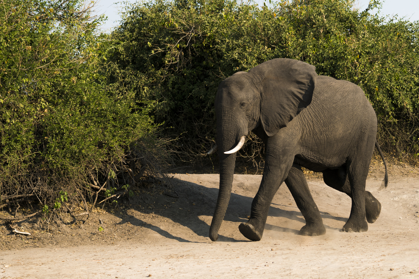 Elefant Foto & Bild | natur, wildlife, elefanten Bilder auf fotocommunity