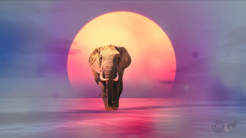 Elefant im Sonnenuntergang Foto & Bild | fotomontage, composing , montagen Bilder auf fotocommunity