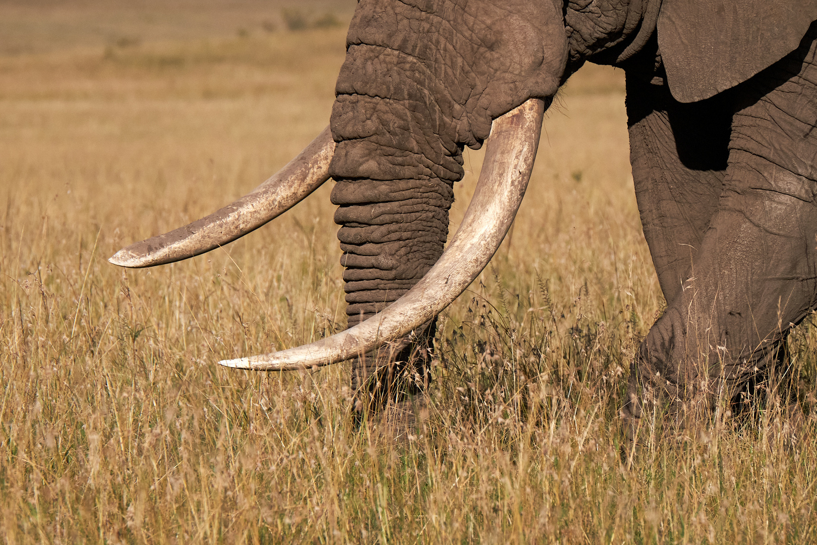 Elefant Stosszähne Foto & Bild | fotos, world, outdoor Bilder auf ...