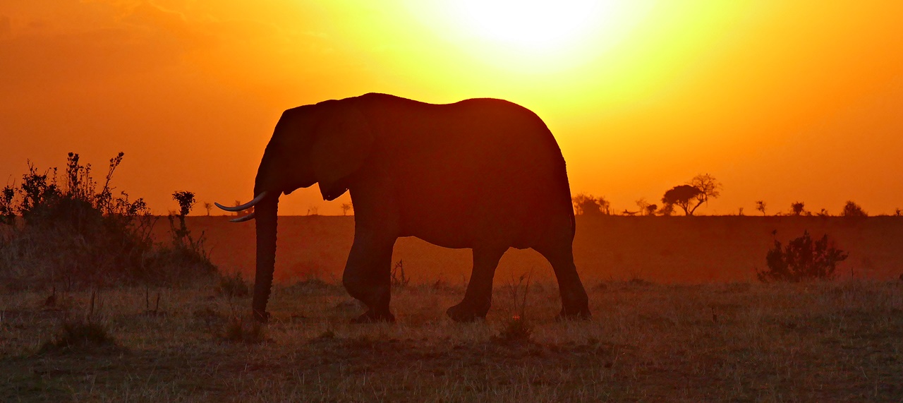 Elefant vor`m Abendrot - Foto & Bild | tiere, wildlife, säugetiere ...