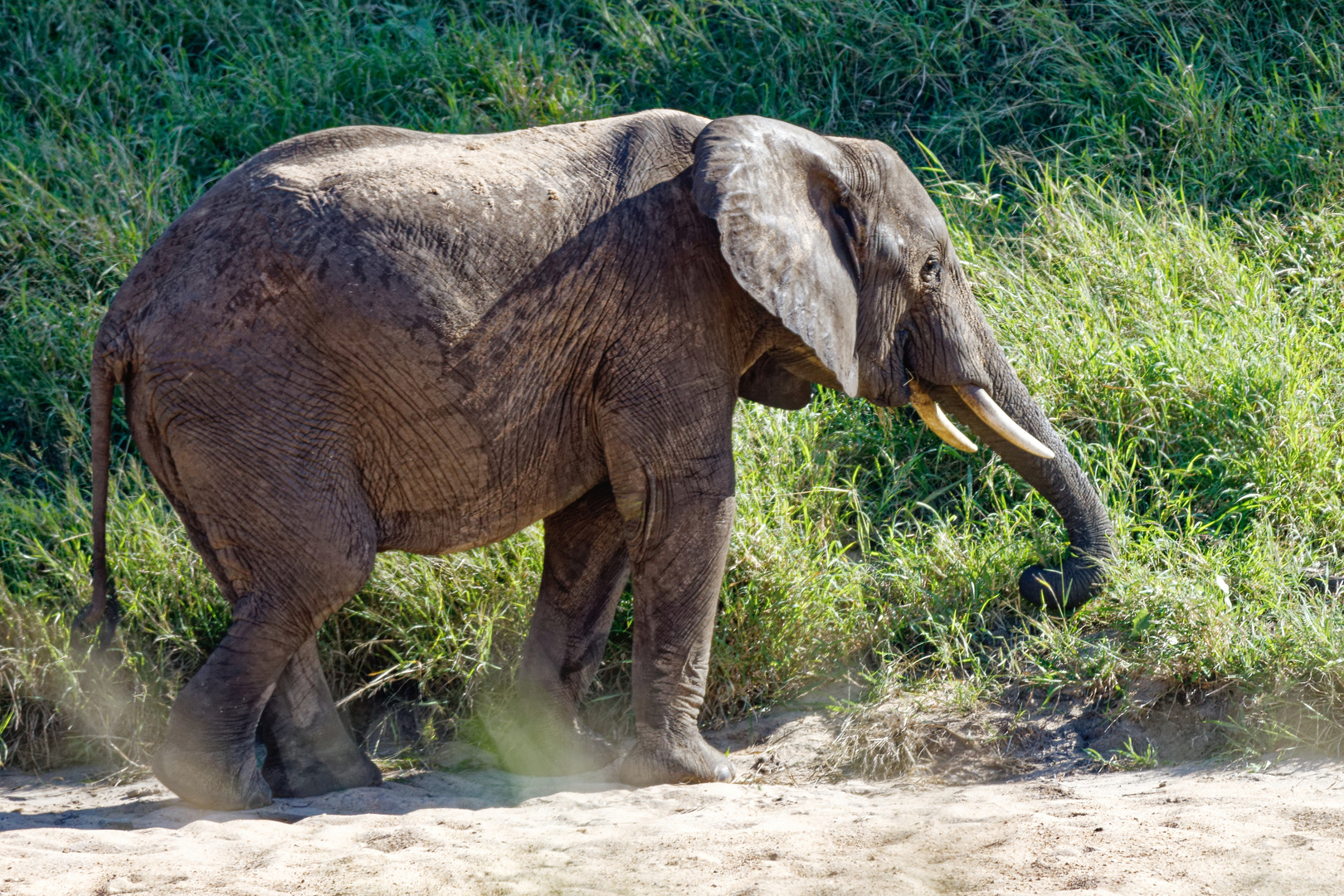 Elefant_1 Foto & Bild | world, natur, south africa Bilder auf fotocommunity