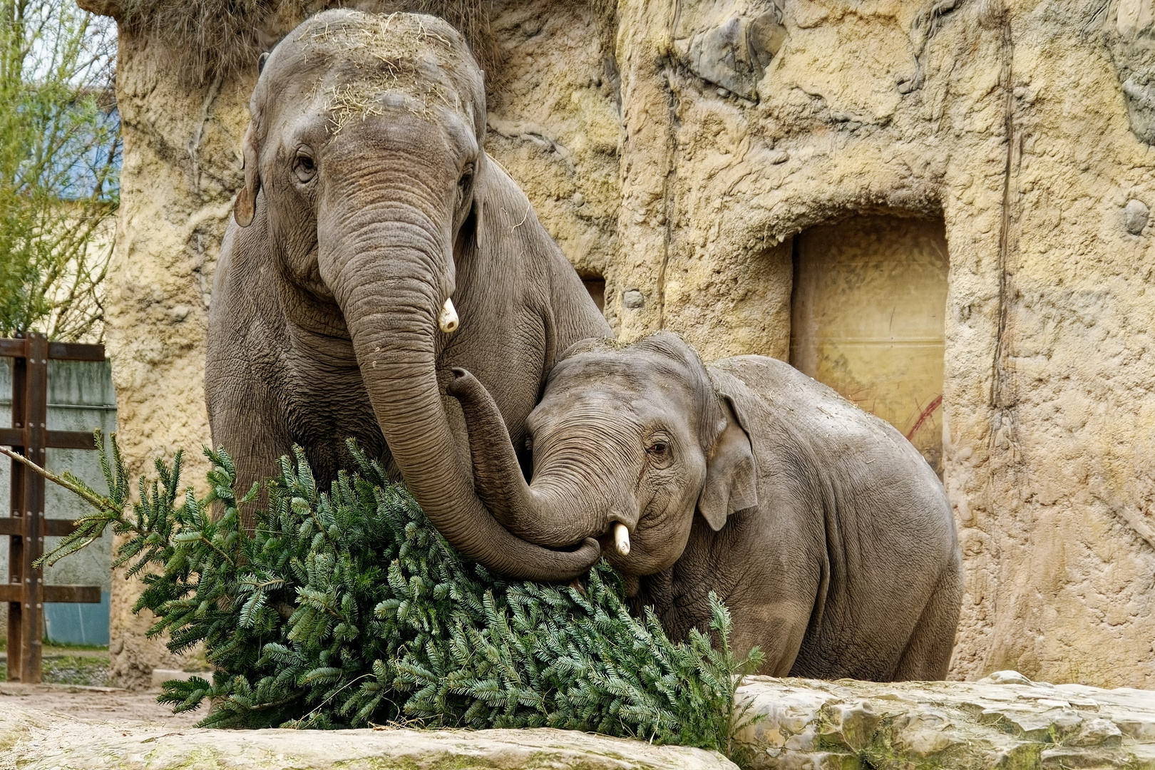 Elefanten Foto & Bild | natur, zoo, tiere Bilder auf fotocommunity