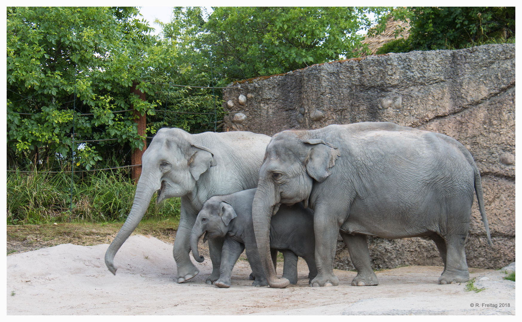 Elefanten Foto & Bild | tiere, zoo, wildpark & falknerei, säugetiere ...