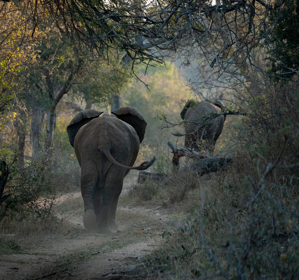 Elefantenstraßen Foto & Bild | world, natur, south africa Bilder auf fotocommunity