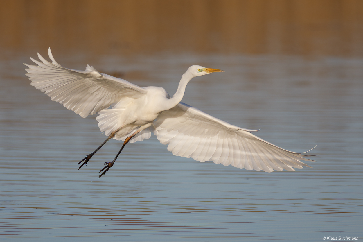 eleganter Flieger Foto & Bild | natur, tiere, vögel Bilder auf ...