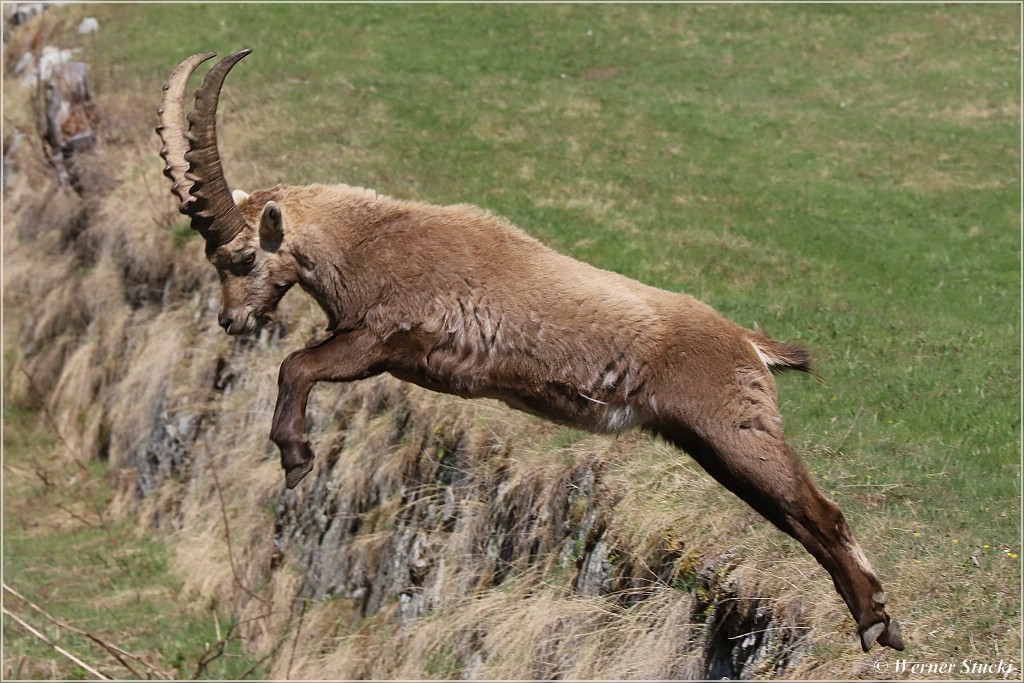 Eleganter Sprung Foto & Bild | tiere, wildlife, jahreszeiten Bilder auf ...