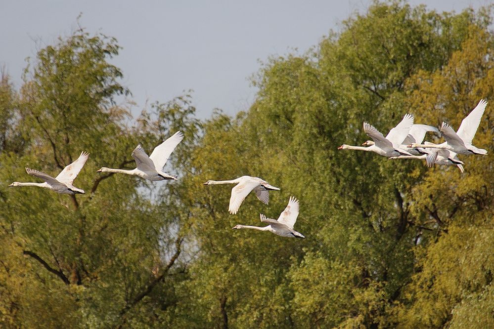 Eleganter Zug der Schwäne am Waldrand Foto & Bild | tiere, wildlife ...
