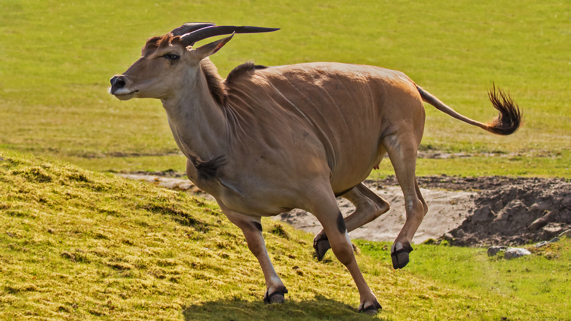 Elen 001a Foto & Bild | tiere, zoo, wildpark & falknerei, säugetiere ...