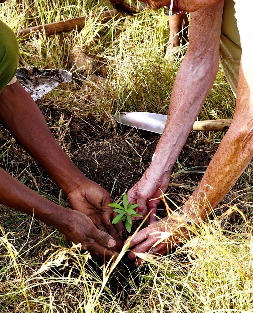 Elephant Pepper Tree Foto & Bild | africa, eastern africa, kenya Bilder ...