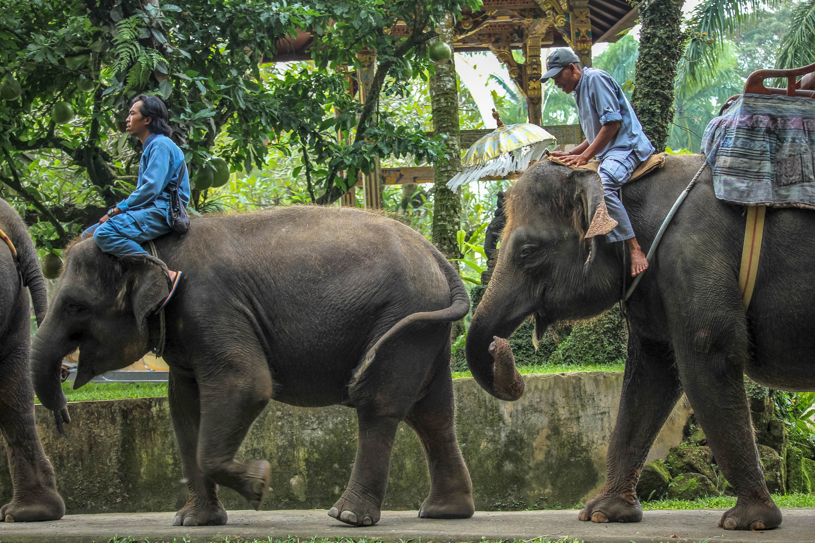 ..elephant school.. Foto & Bild | asia, indonesia, tiere Bilder auf ...