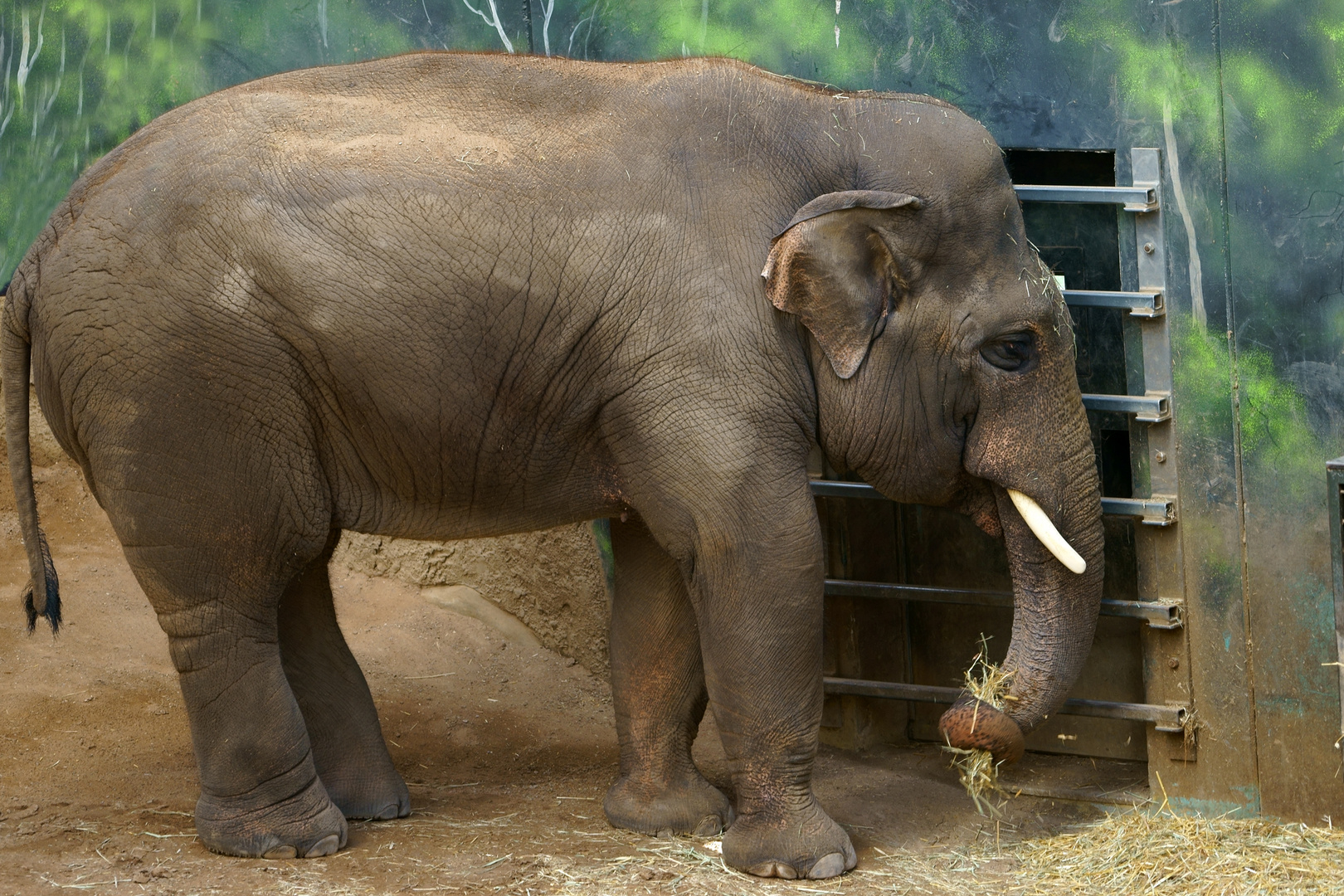 Elephas maximus - Asiatischer Elefant Foto & Bild | fotos, outdoor ...