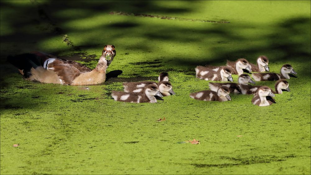 Elf von zwölf Foto & Bild | natur, nilgans, tiere Bilder auf fotocommunity