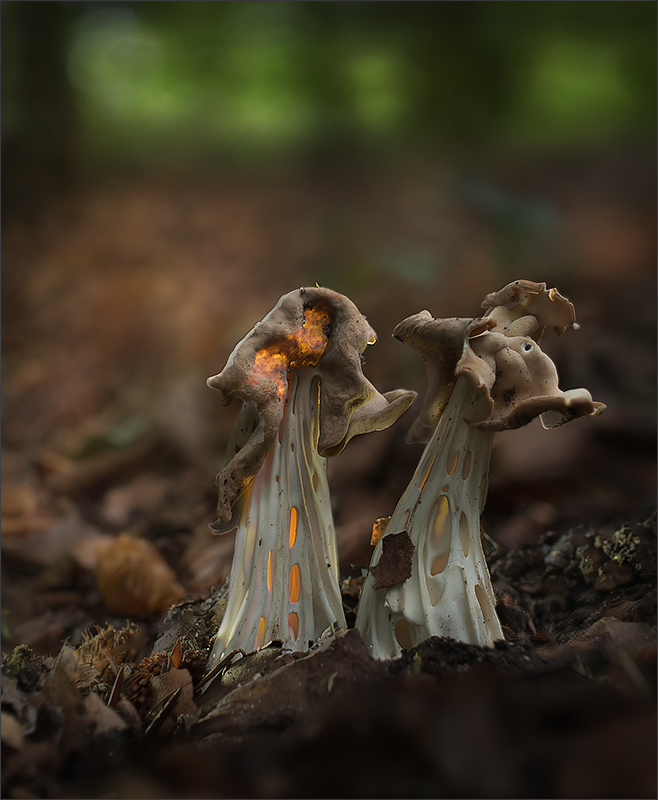 Elfenbein Foto & Bild | pflanzen, pilze & flechten, pilze & flechten, pilze Bilder auf fotocommunity