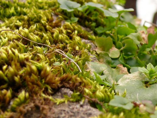 Detlef R. - Fotos & Bilder - Fotograf aus Weißensee/ Thür. | fotocommunity