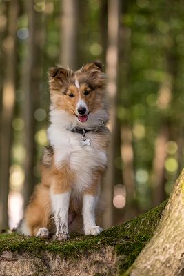 Hunde, Hundebilder, Hundefotos