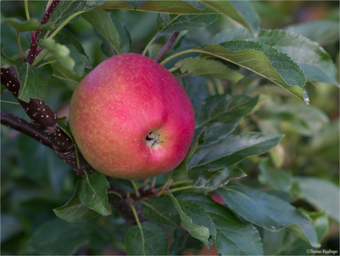 Elstar Apfel. Foto & Bild | pflanzen, pilze & flechten, bäume ...