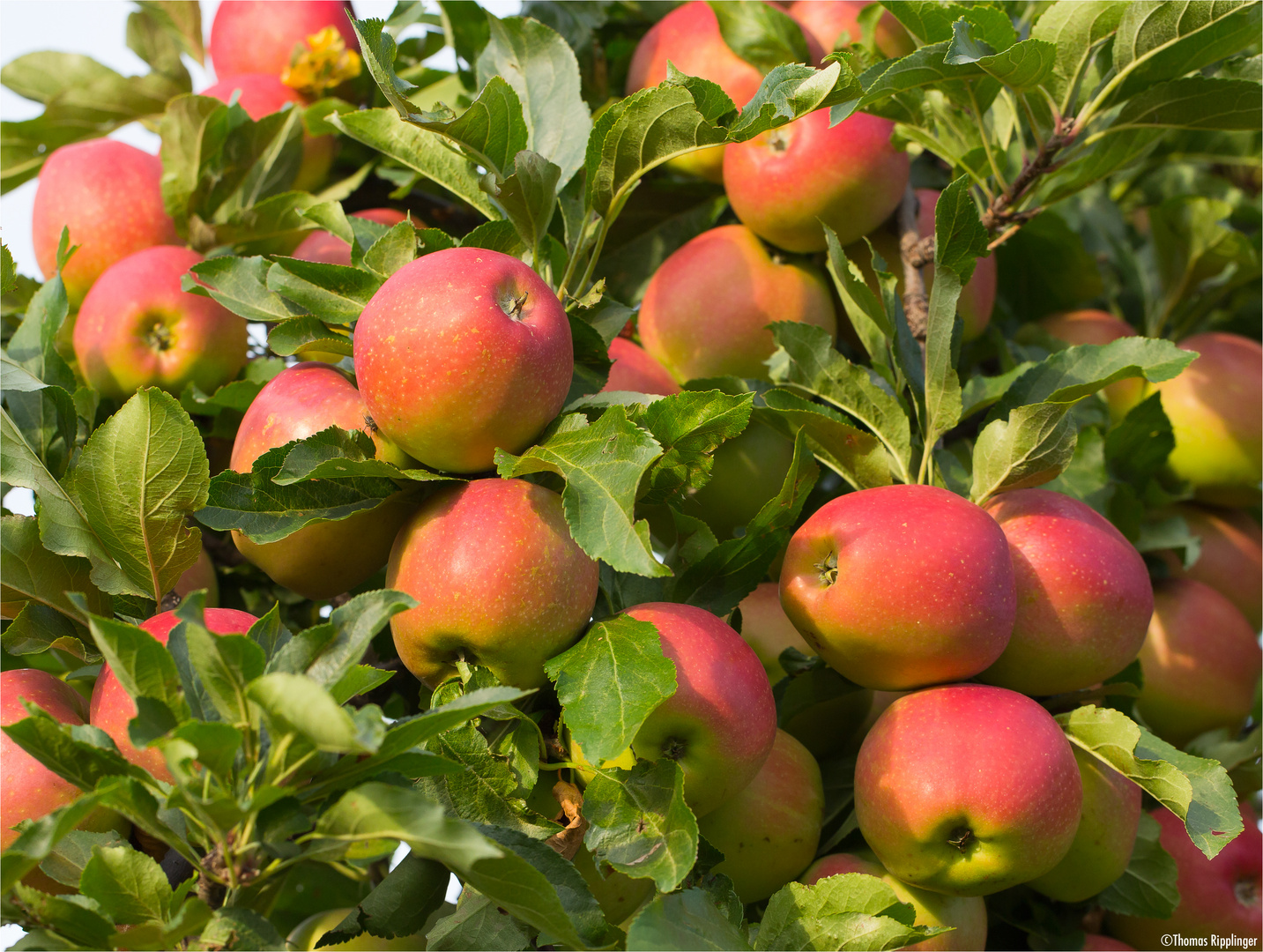 Elstar Apfel Foto & Bild | pflanzen, pilze & flechten, bäume, obstbäume ...