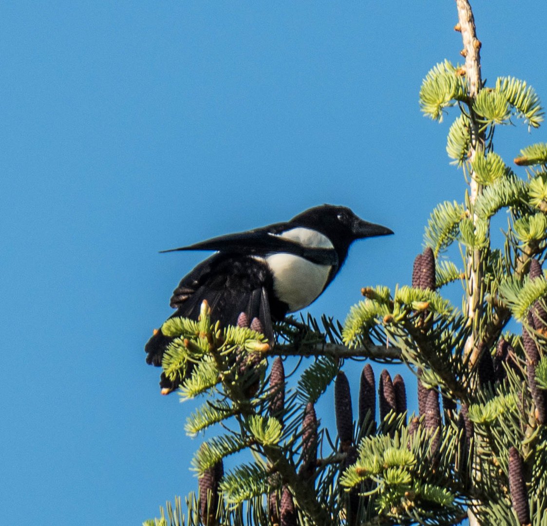 elster Foto & Bild | tiere, wildlife, wild lebende vögel Bilder auf ...