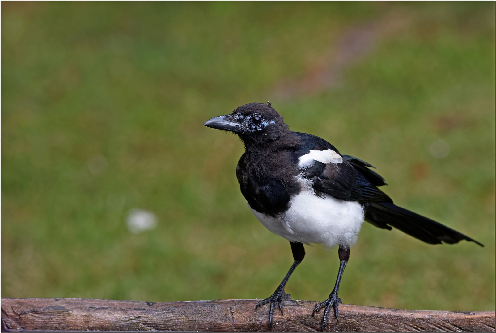 Elster Foto & Bild | tiere, wildlife, wild lebende vögel Bilder auf ...