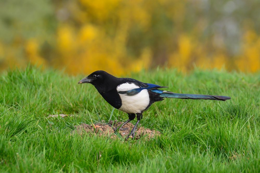 Elster Foto & Bild | natur, tiere, vögel Bilder auf fotocommunity
