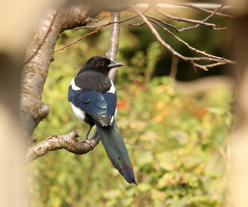 Elster Foto & Bild | tiere, wildlife, wild lebende vögel Bilder auf ...