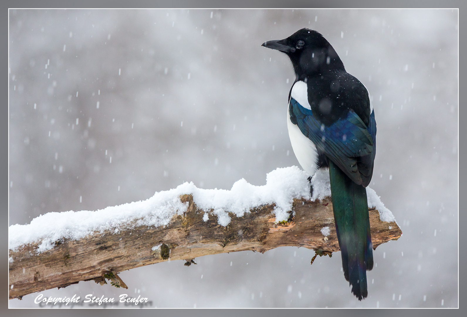 Elster 2 Foto & Bild | vögel, natur, wildlife Bilder auf fotocommunity