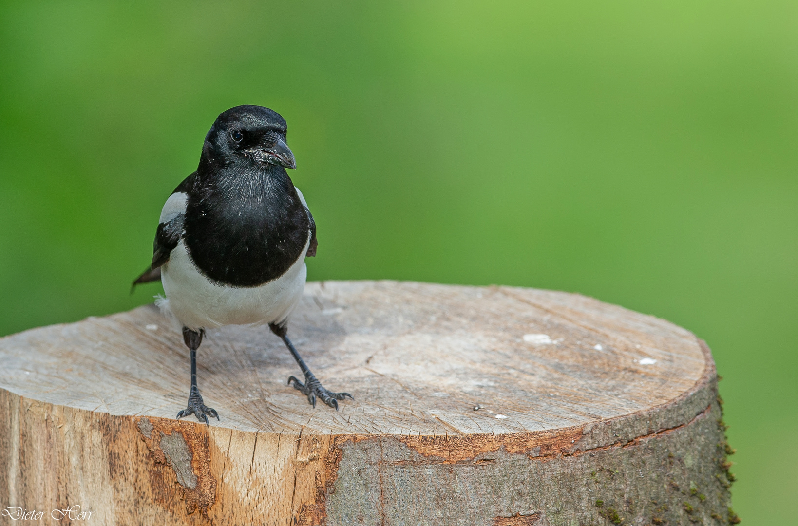 Elster Foto & Bild | natur, tiere, wildlife Bilder auf fotocommunity