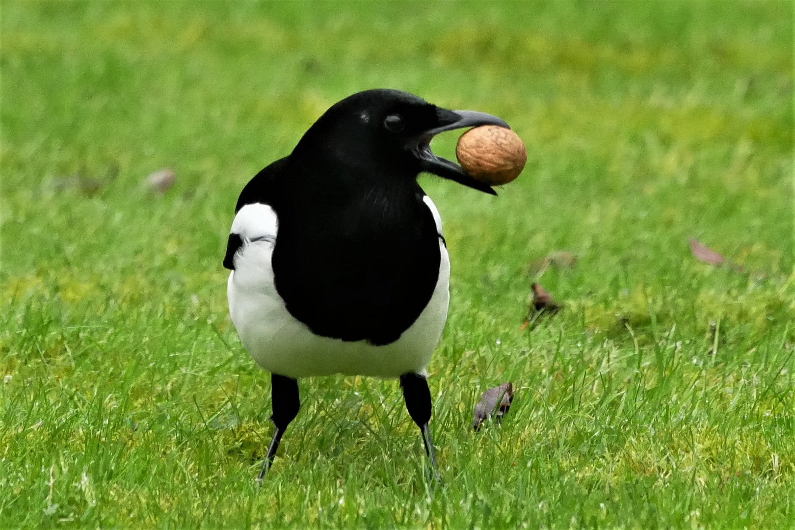 Elster Foto & Bild | tiere, wildlife, wild lebende vögel Bilder auf ...