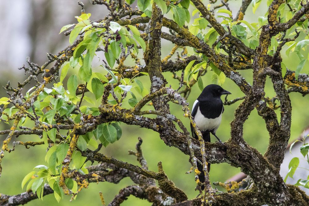 Elster Foto & Bild | tiere, wildlife, wild lebende vögel Bilder auf ...