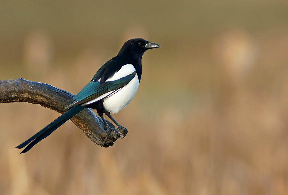 Elster Foto & Bild | tiere, wildlife, wild lebende vögel Bilder auf ...