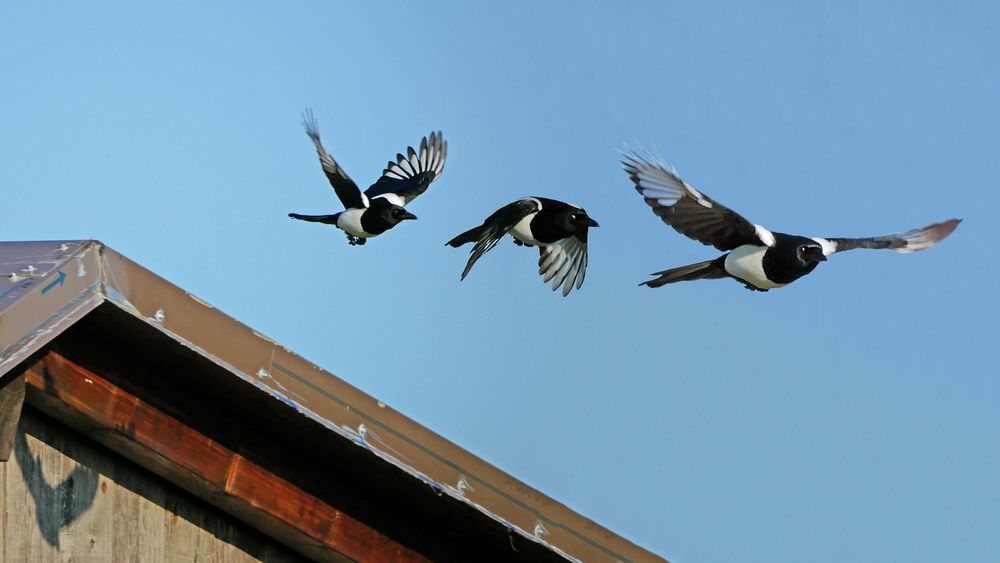 Elster Foto & Bild | tiere, wildlife, wild lebende vögel Bilder auf ...