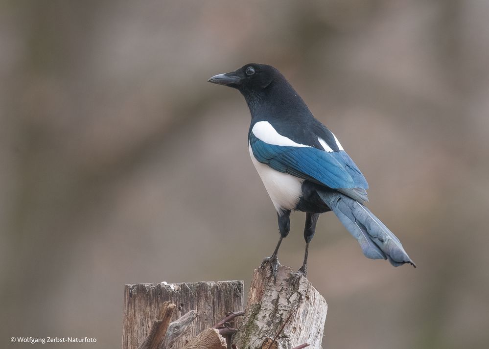 Elster --- Foto & Bild | fotos, natur, tiere Bilder auf fotocommunity