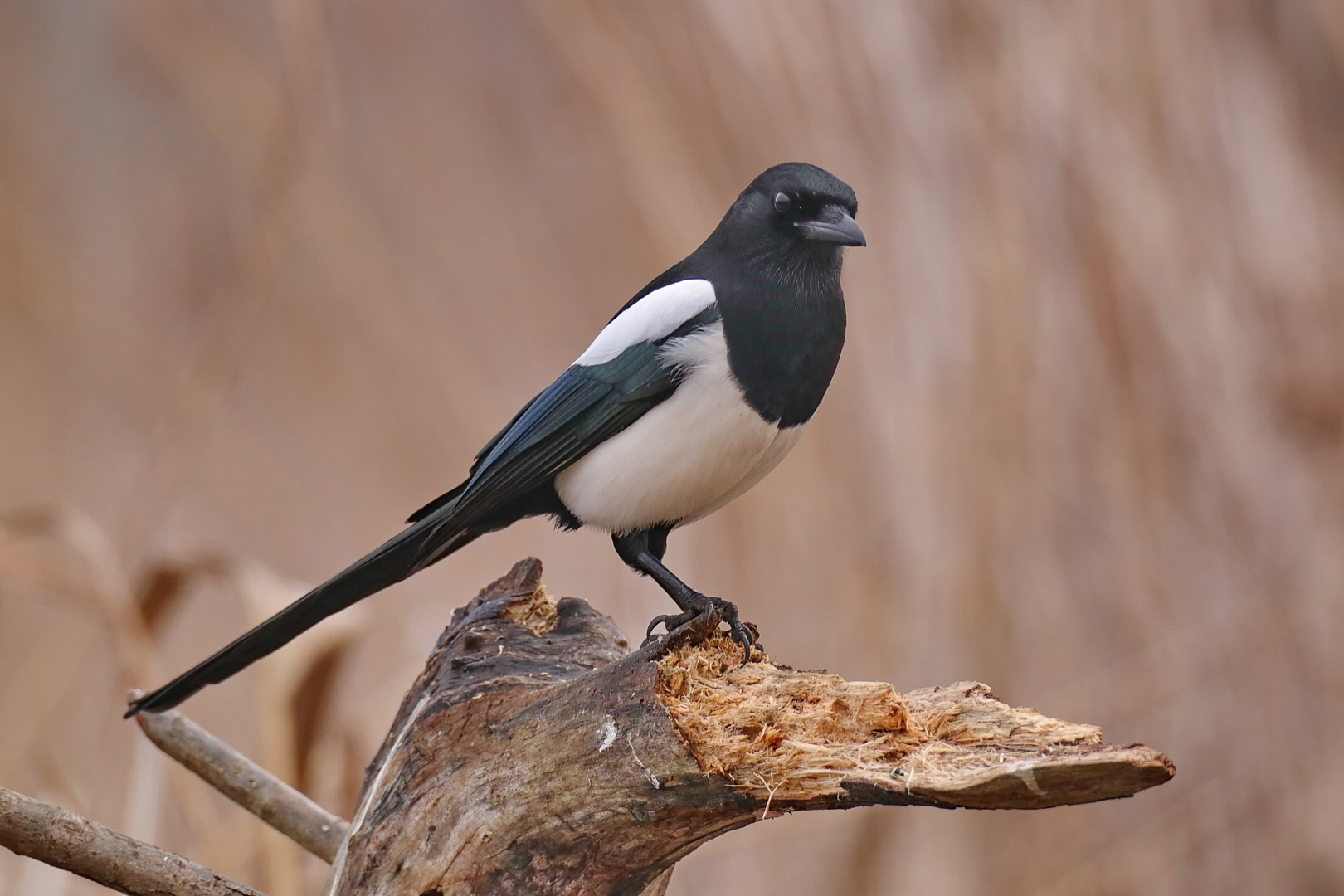 Elster Foto & Bild | tiere, wildlife, wildlife luder-futterplätze ...