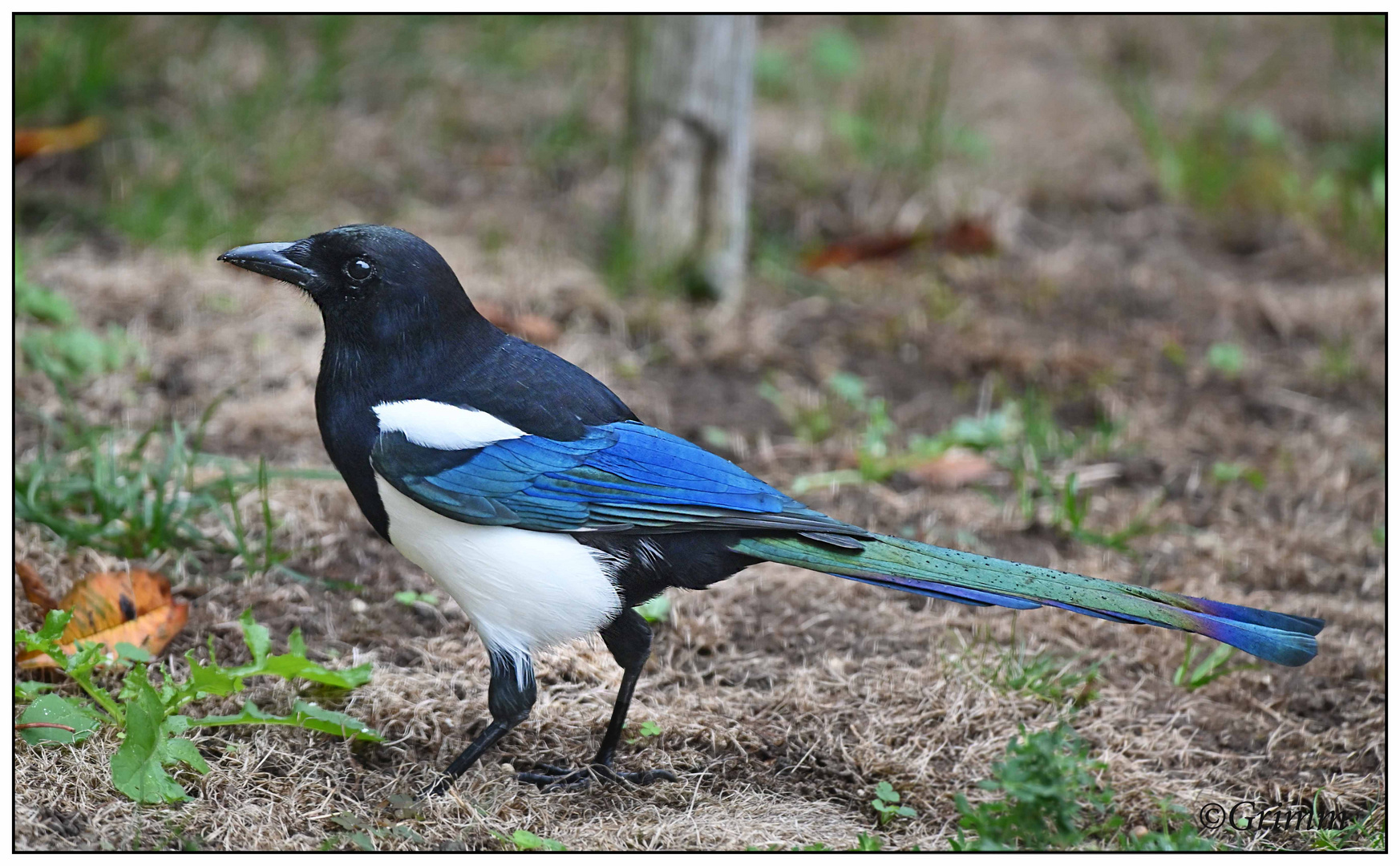 Elster Foto & Bild | deutschland, europe, saarland Bilder auf fotocommunity