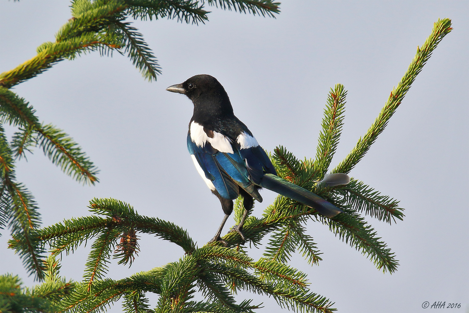 Elster Foto & Bild | natur, tiere, vögel Bilder auf fotocommunity