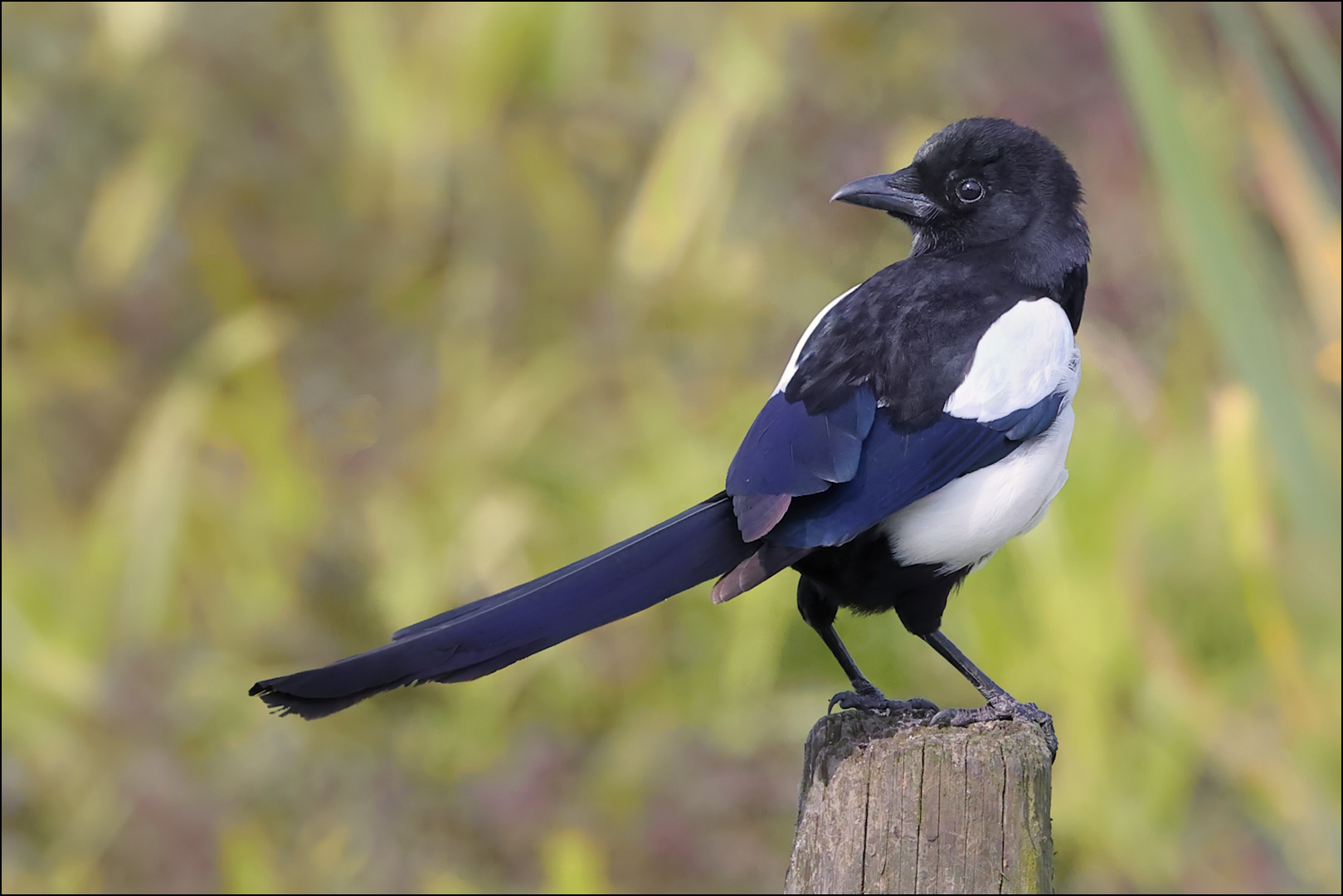 Elster Foto & Bild | natur, vogel, tiere Bilder auf fotocommunity