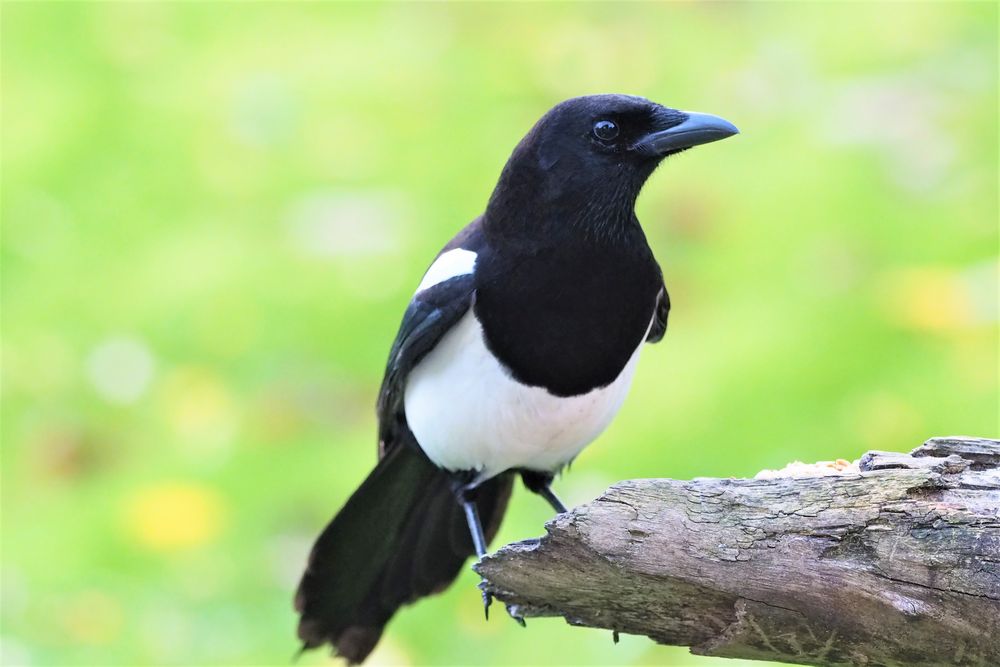 Elster Foto & Bild | tiere, wildlife, wild lebende vögel Bilder auf ...