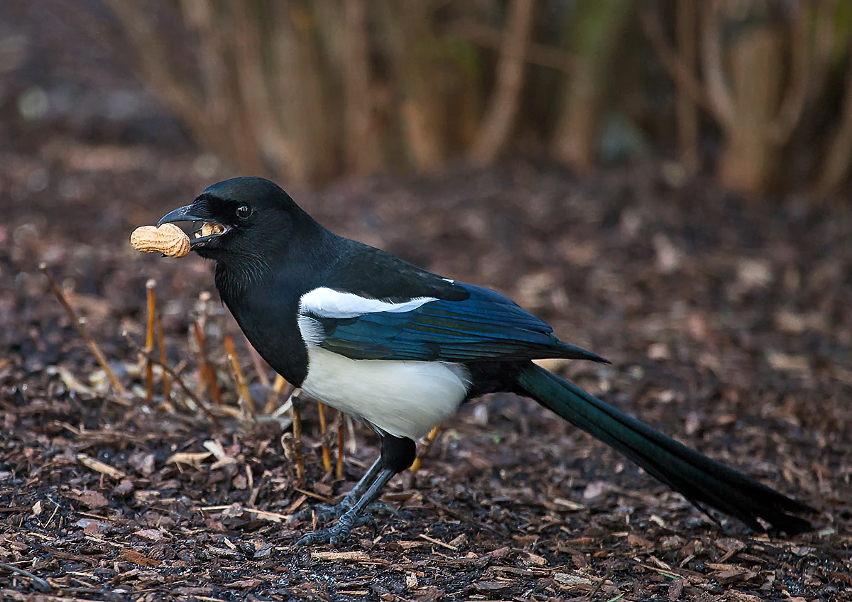 Elster Foto & Bild | tiere, wildlife, wild lebende vögel Bilder auf ...